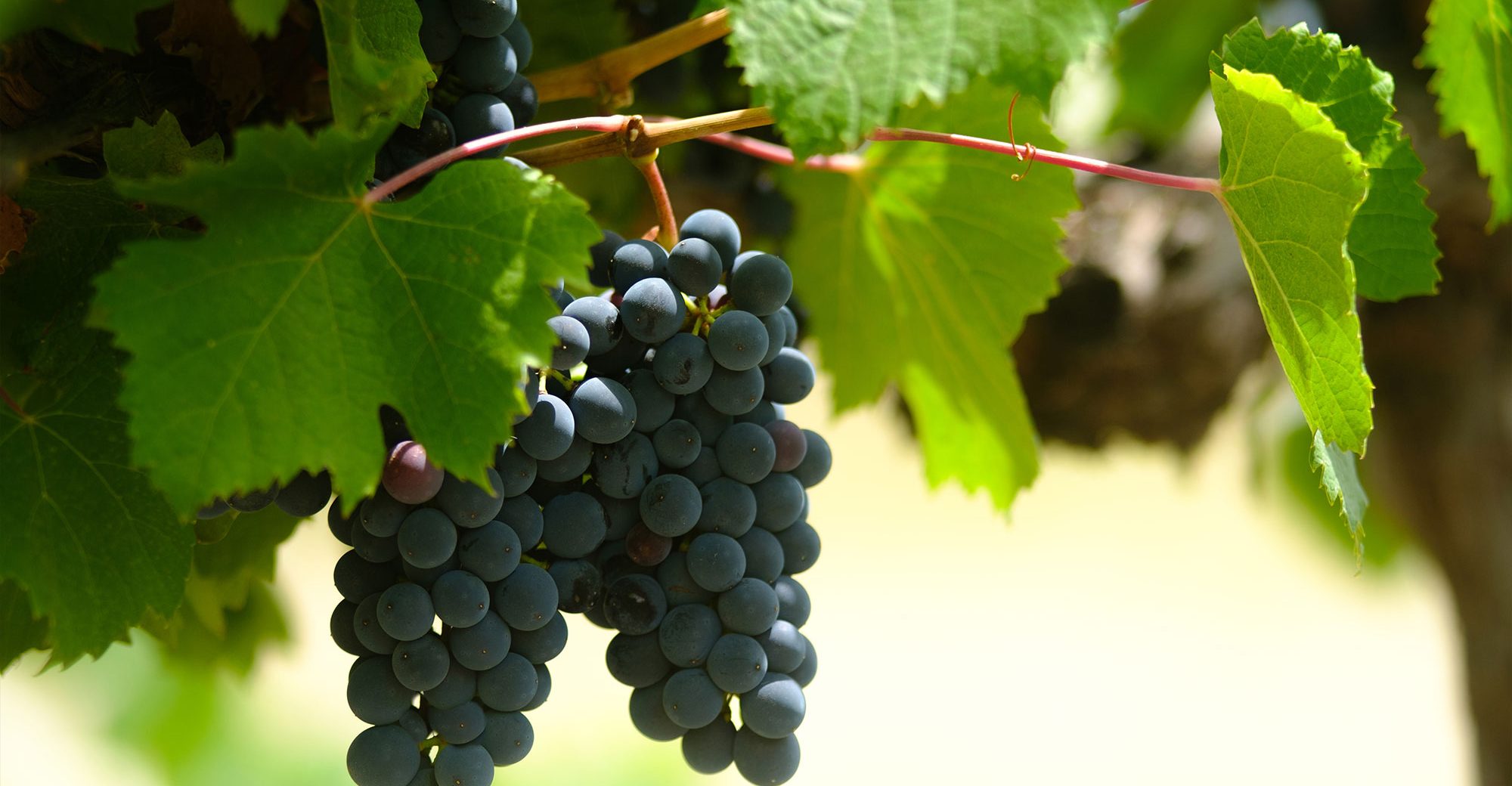 99 Fuegos - Quality handcrafted wines from Mendoza Argentina